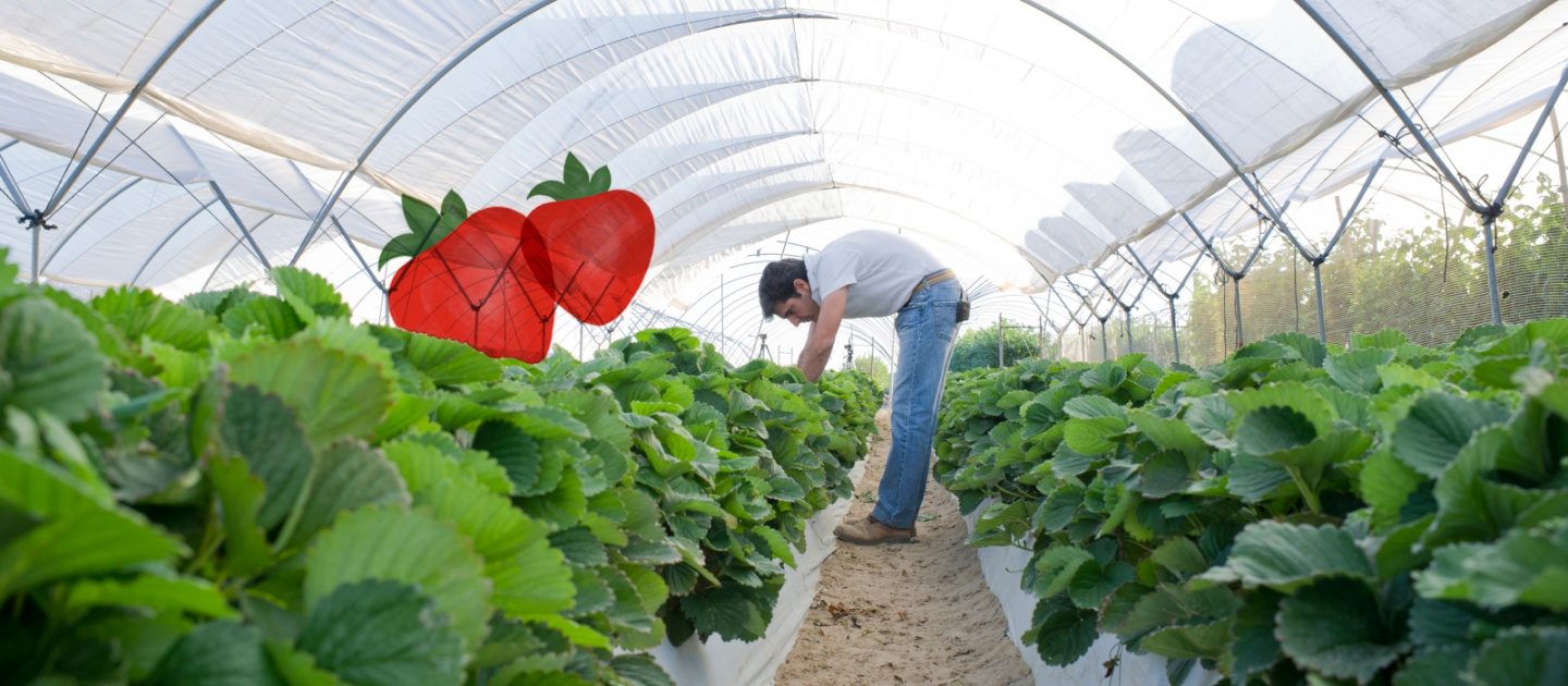 How we grow delicious, beautiful and fresh berries | Driscoll's